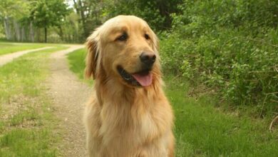 Golden Retriever Dog Breed Info- Appearance, Characteristics ...