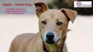 Askal Dog Breed Information - Price, Lifespan, Traits and ...