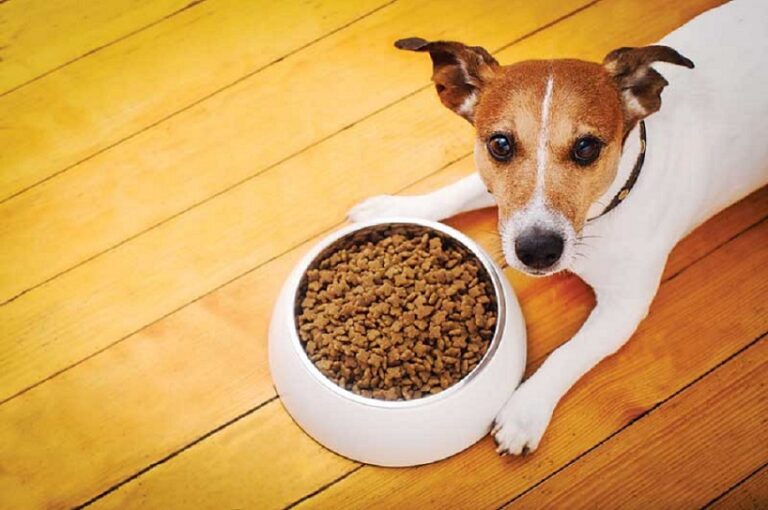 Choosing the Best Food for Your Furry Friend | Dog Nutrition