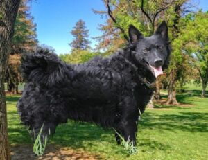 Mudi Dog Breed Information: Mudi Price, Lifespan, Size & Weight - PawLair