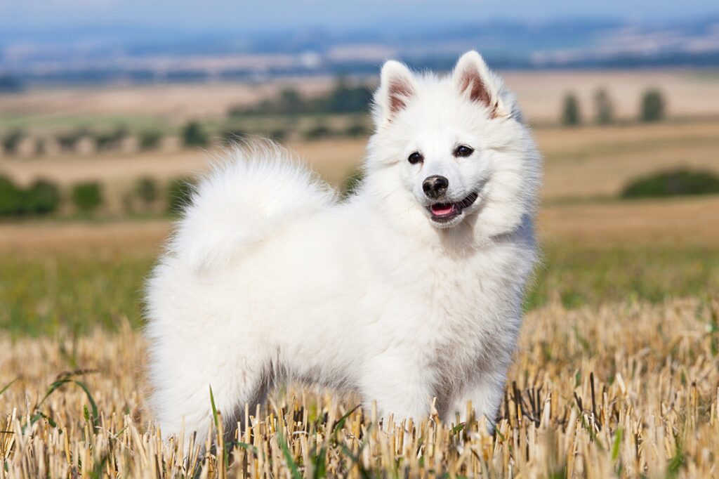German Spitz Dog Breed: Price, Lifespan, and Characteristics